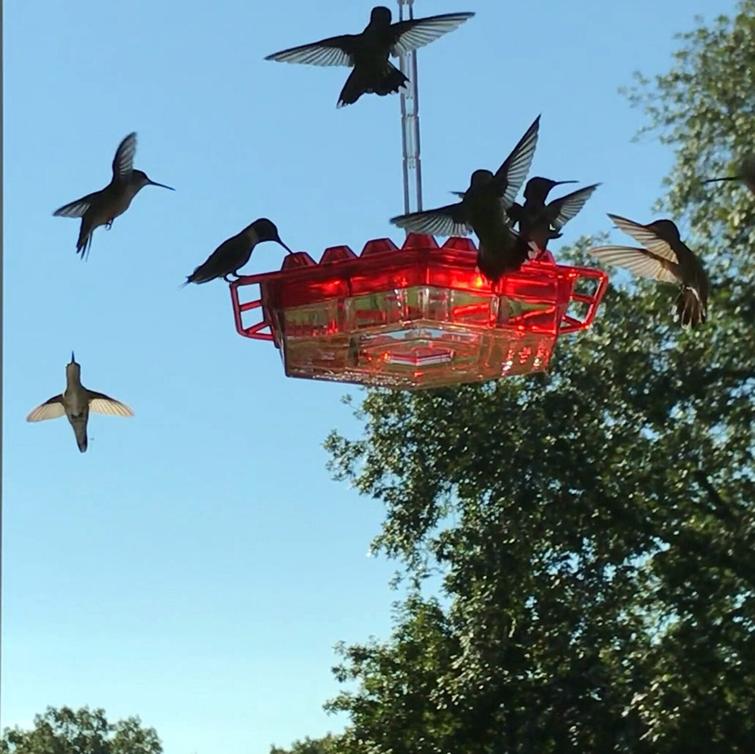 Get More Hummingbirds | Feeders by The Hummingbird Feeder